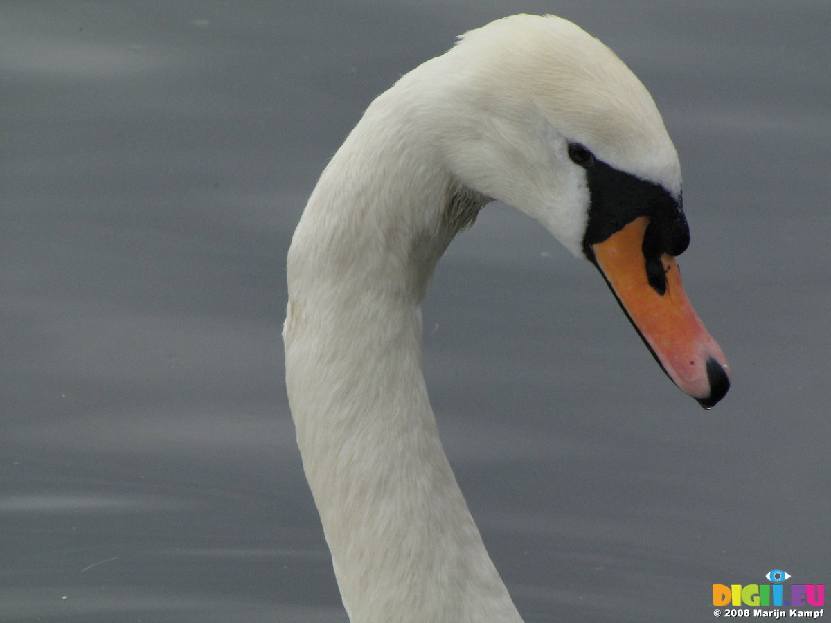 Picture SX02813 Close up of swans head - Mute Swan [Cygnus Olor ...
